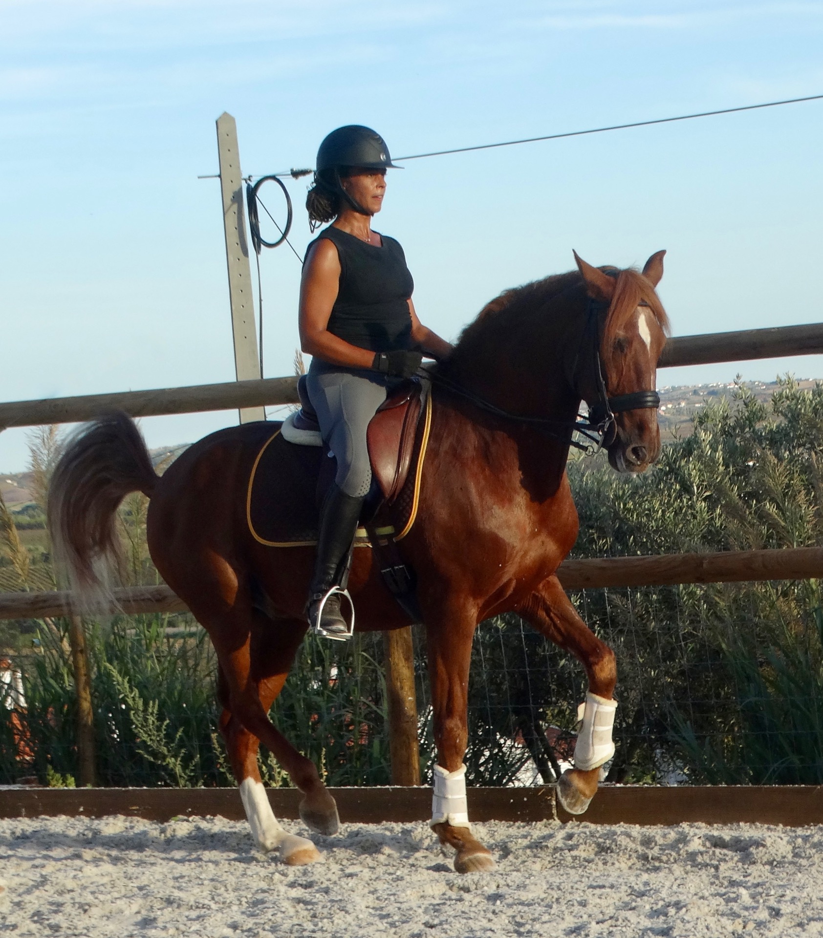 Horses :: Lusitanos Riding Centre
